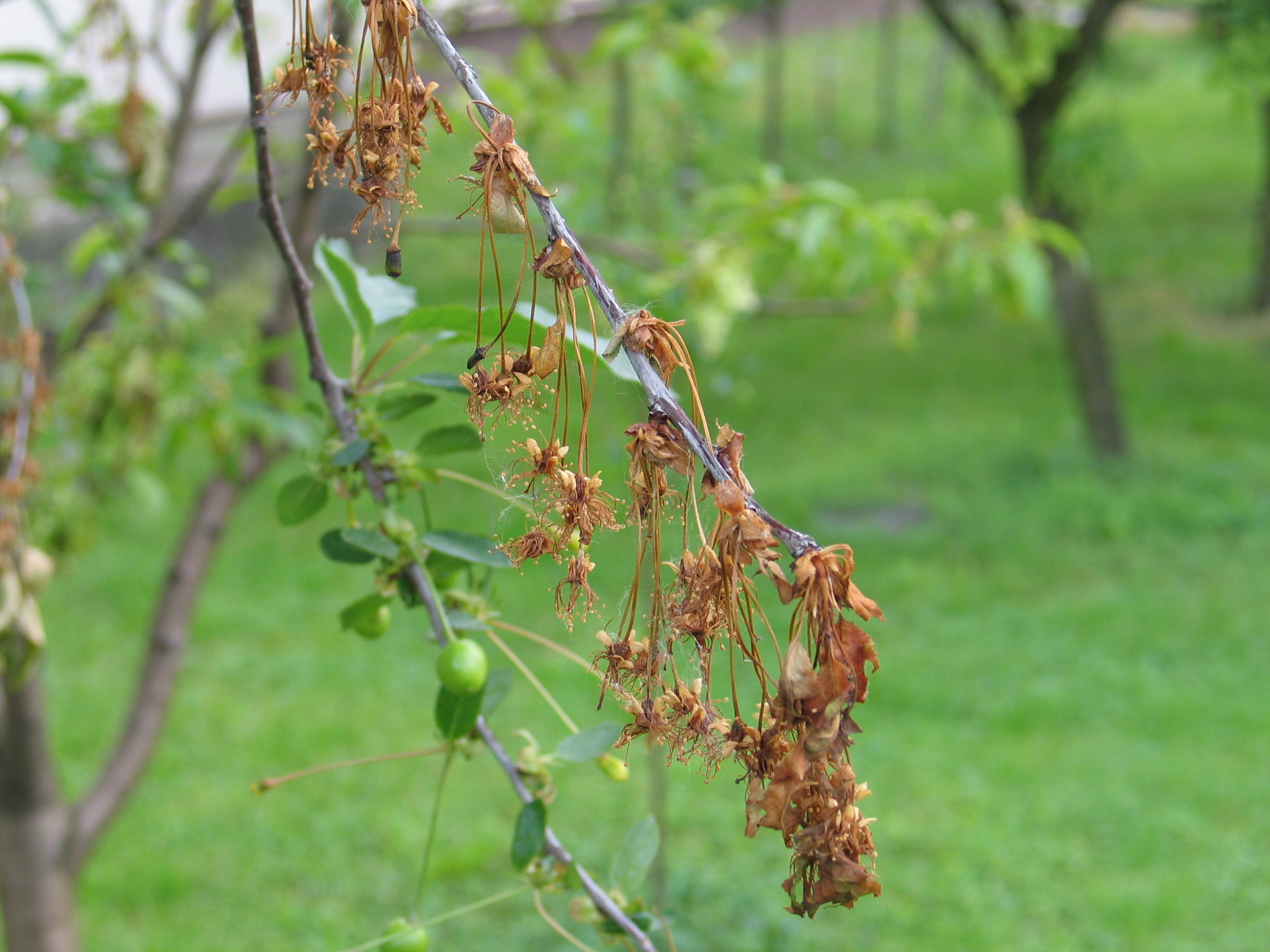 Monilióza kôstkovín - ECOPHYTA s.r.o.