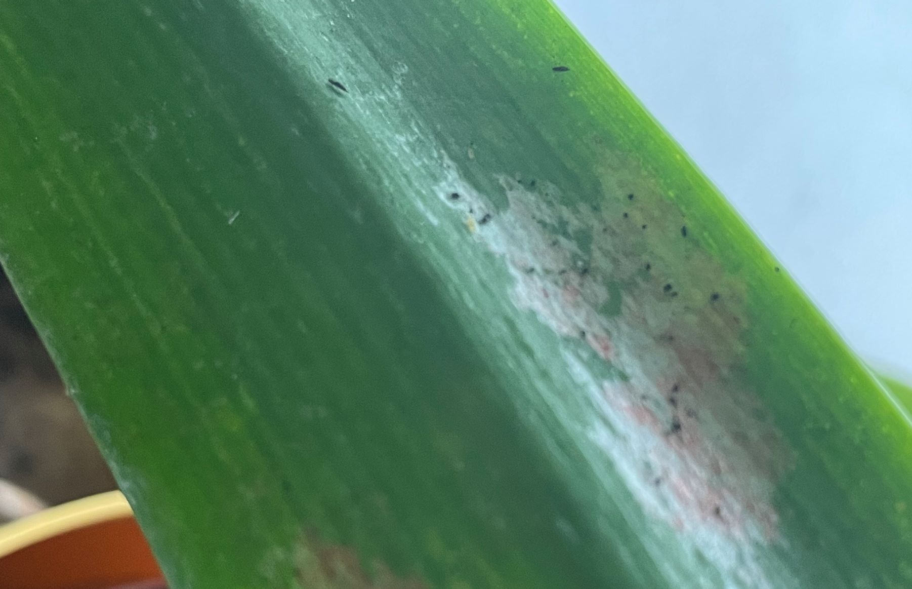 Strapky - významný škodcovia izbových rastlín - ECOPHYTA s.r.o.